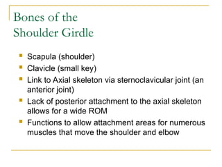ShGirdle2003 (2).PPT anatomy and physiology | PPT