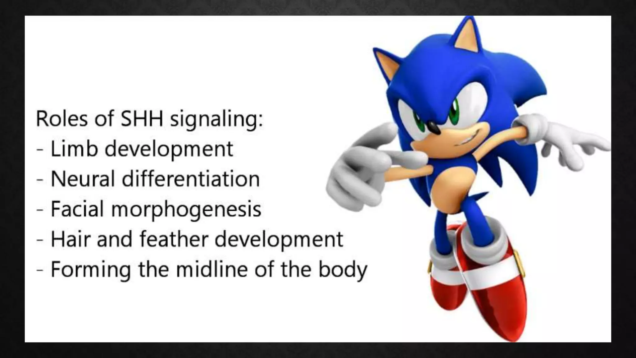 Shh signaling pathway | PPTX