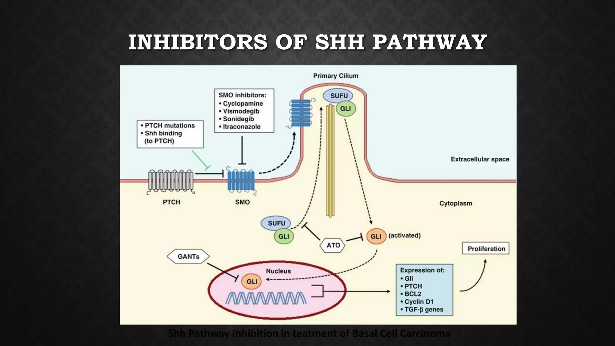 Shh signaling pathway | PPTX