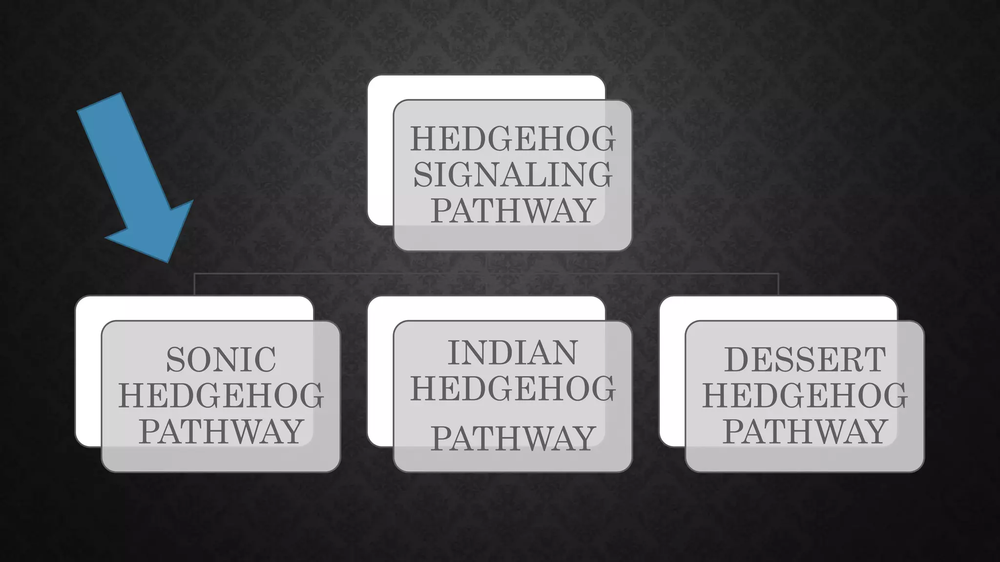 Shh signaling pathway | PPTX
