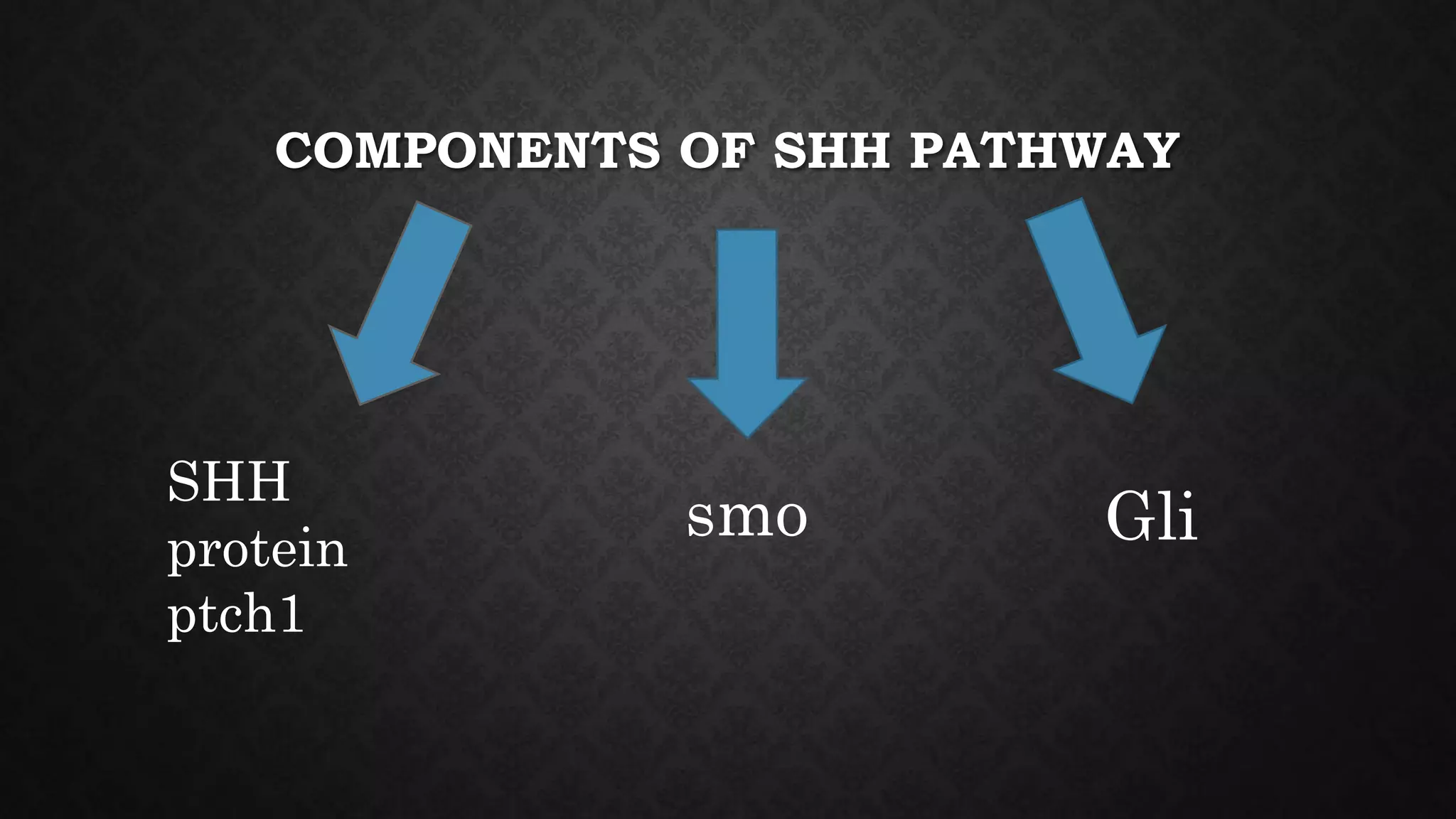 Shh signaling pathway | PPTX