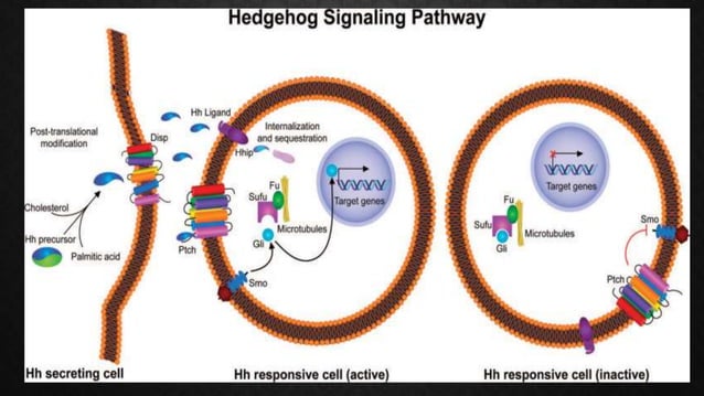 Shh signaling pathway | PPTX