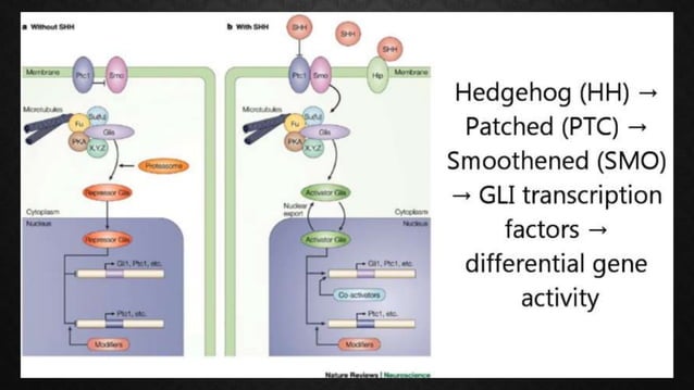 Shh signaling pathway | PPTX