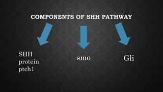 Shh signaling pathway | PPTX