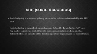 Shh signaling pathway | PPTX