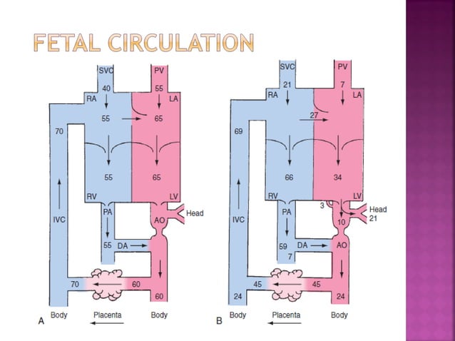 neonatal physiology | PPT