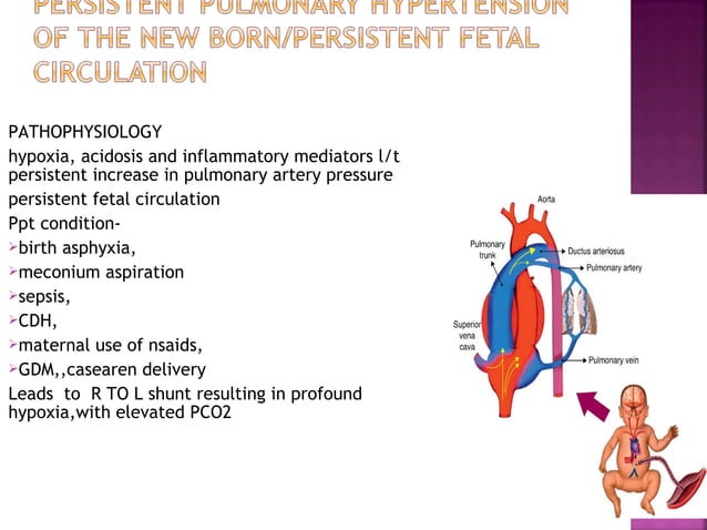 neonatal physiology | PPT