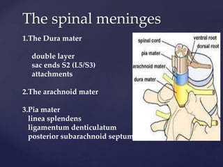 spinal cord | PPT
