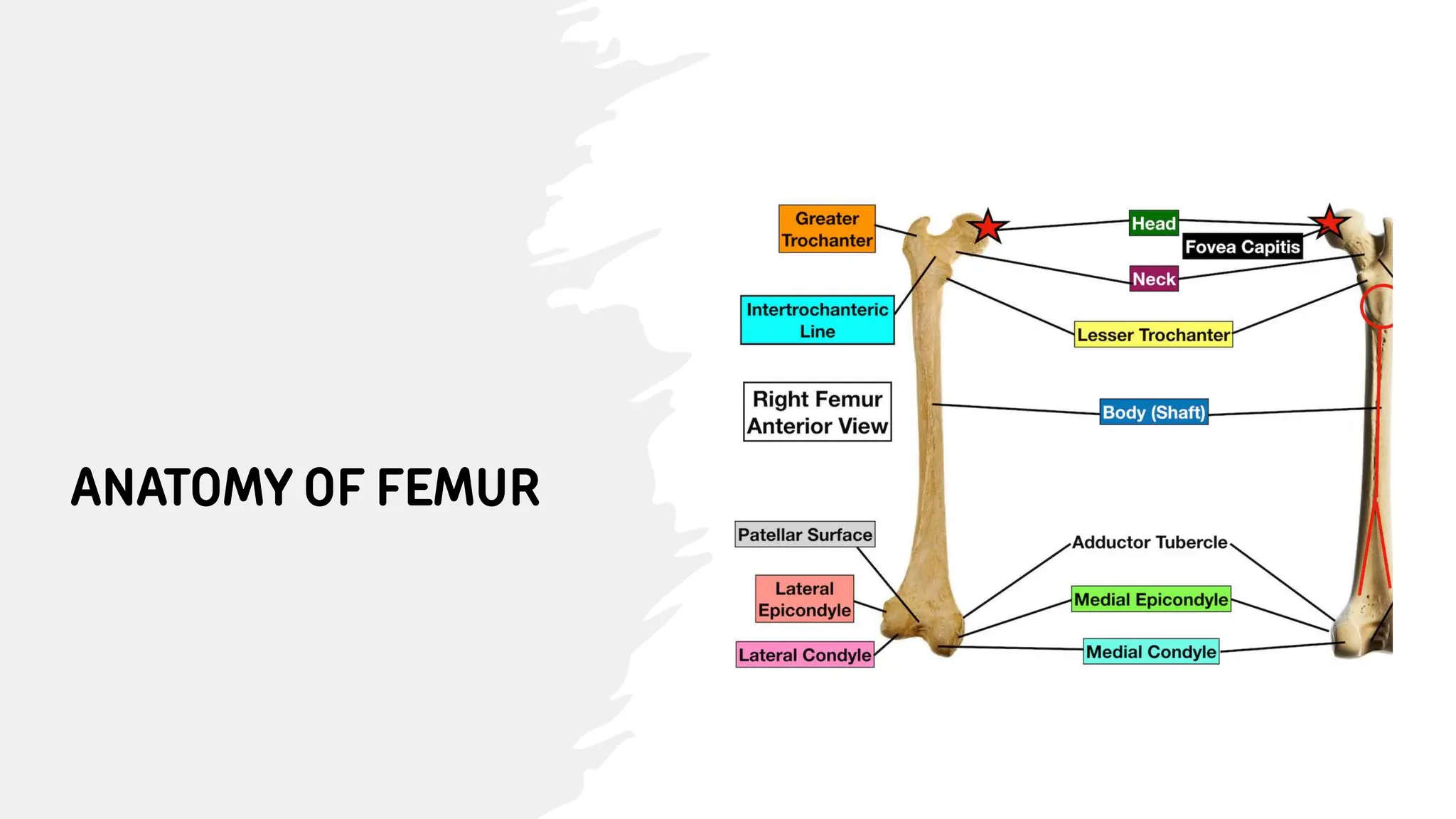 Proximal femur fracture classification ppt | PPTX