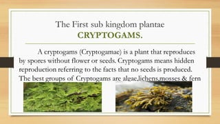 Shifa ppt | PDF | Gardening | Home & Garden