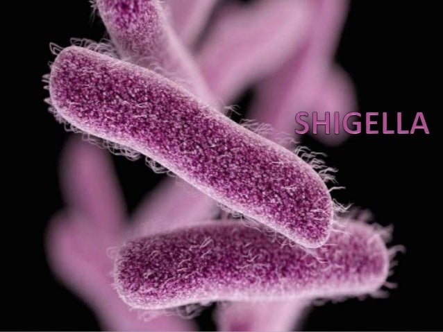 Shigella