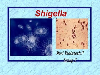 Shigella | PPT