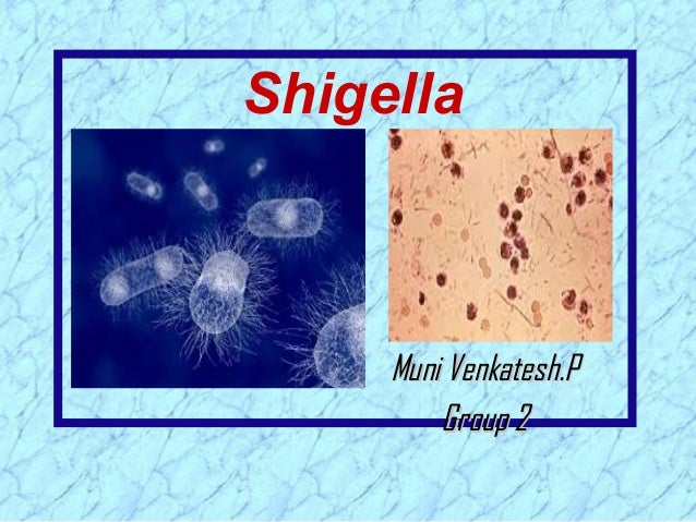 Shigella