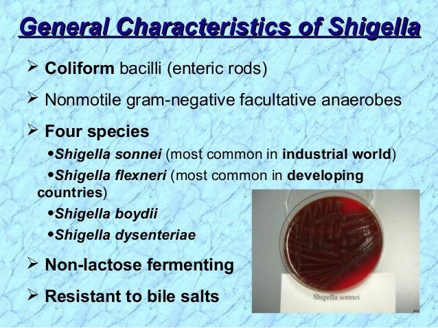Shigella