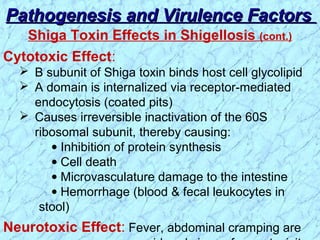 Shigella | PPT