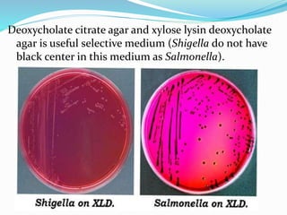 Shigella | PPTX
