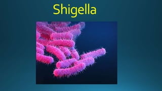 Shigella.pptx