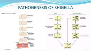 Shigella and vibrio bacteria | PPTX