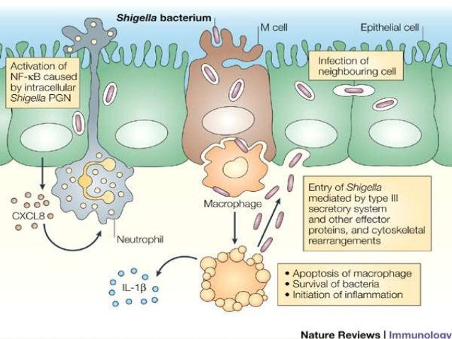 Shigella