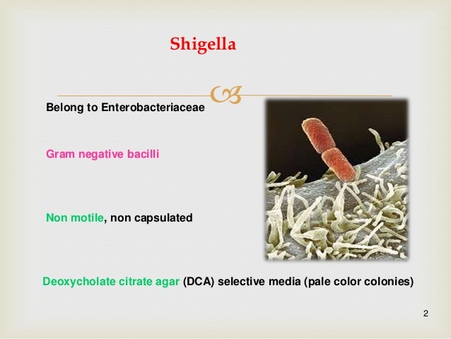 Shigella