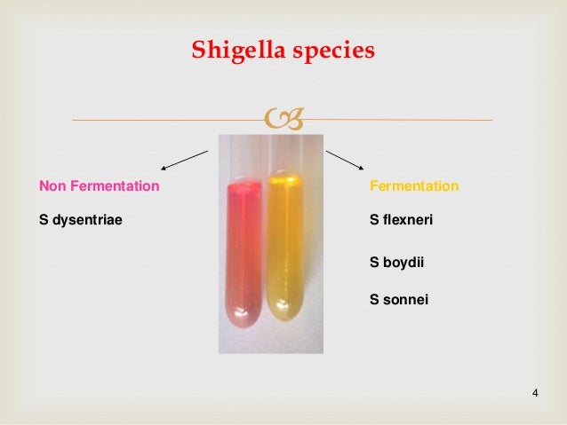 Shigella