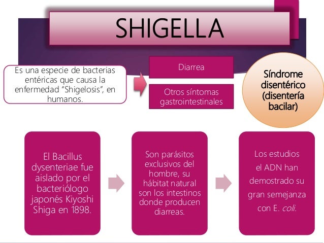 Shigella