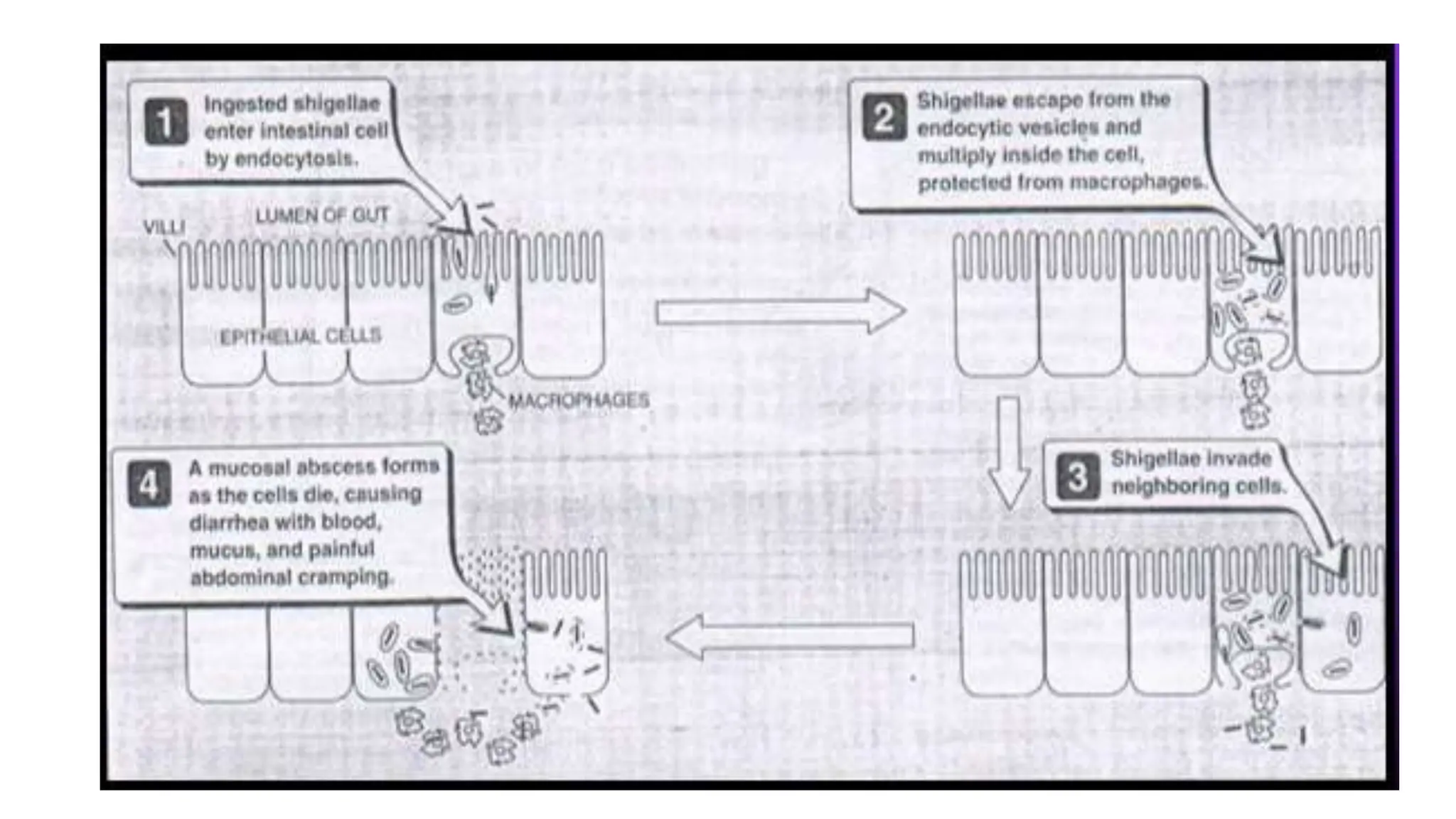 SHIGELLA, KLEBSIELLA, PROTEUS, PSEUDOMONAS.pptx
