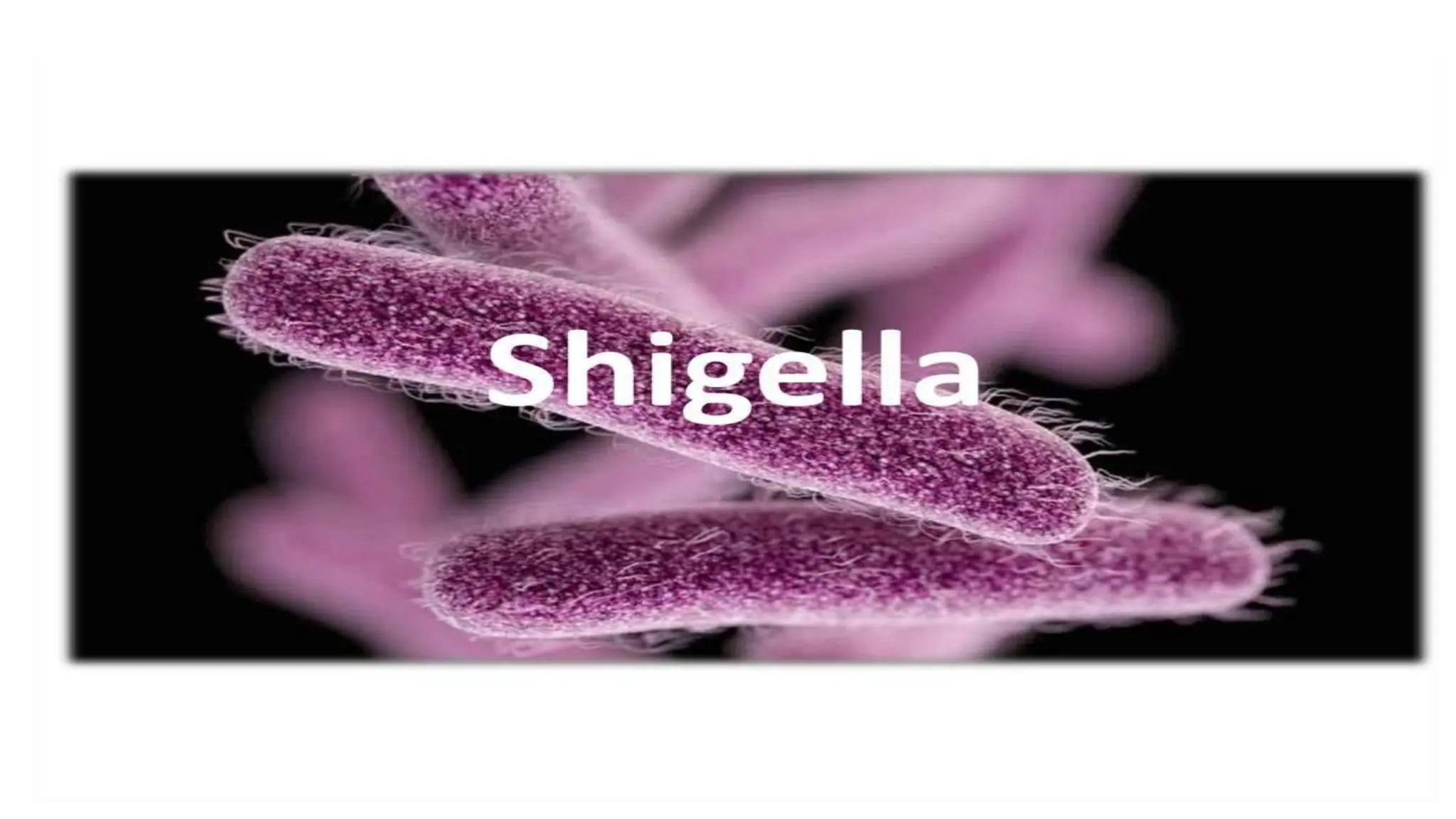 Shigella Klebsiella Proteus Pseudomonas Pptx