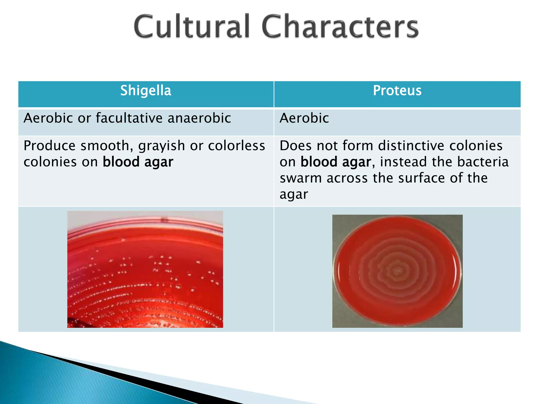 Shigella & proteus.pptx