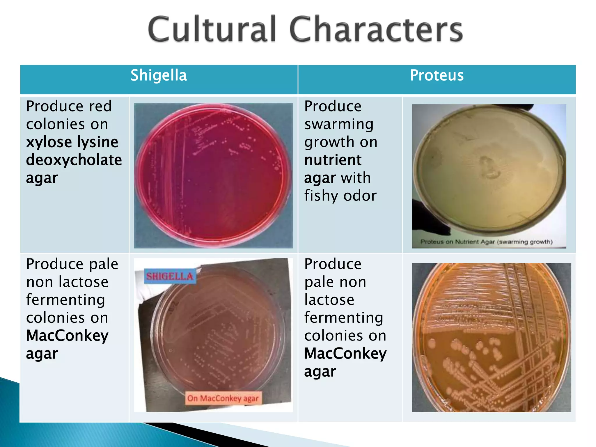 Shigella & proteus.pptx