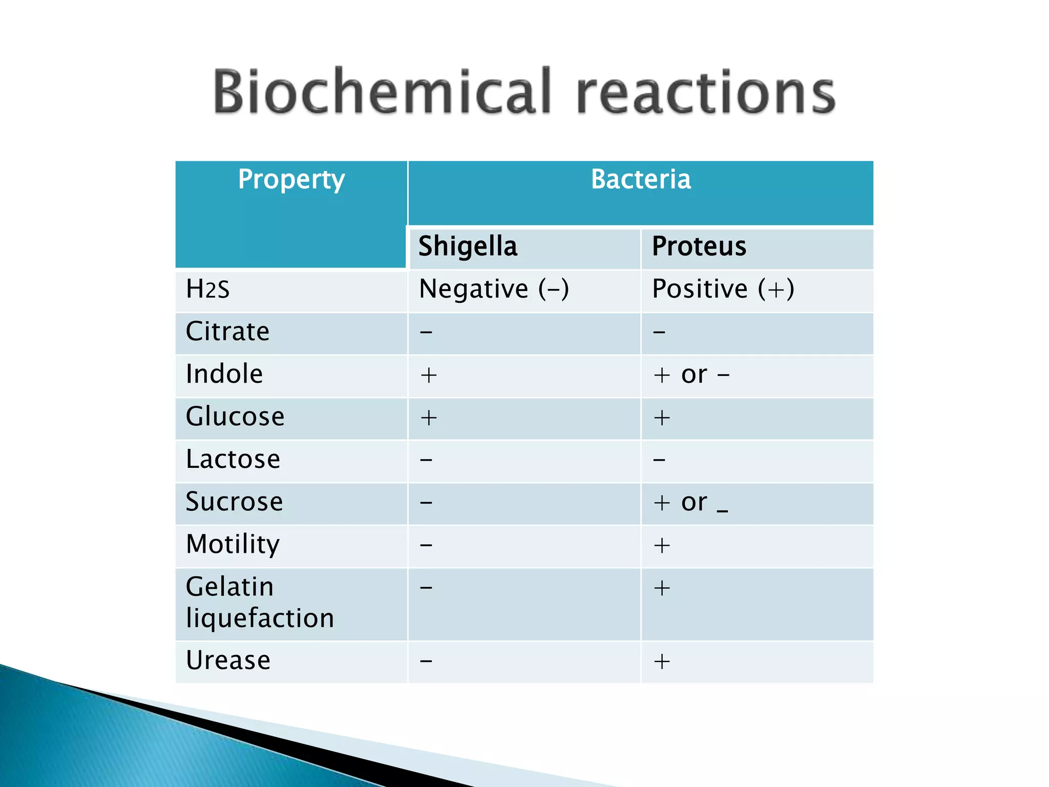 Shigella & proteus.pptx