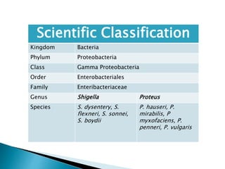 Shigella & proteus.pptx