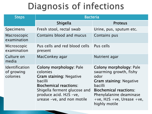 Shigella & proteus.pptx