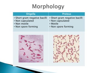 Shigella & proteus.pptx