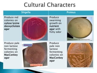 Shigella & proteus.pptx