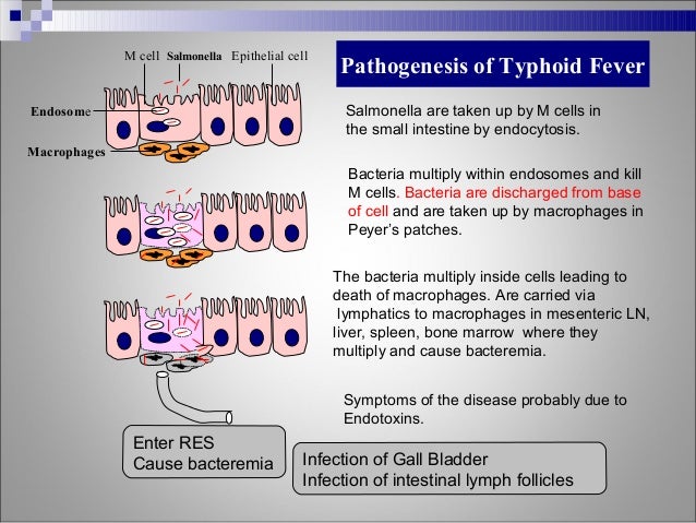 Shigella, salmonella & yersinia