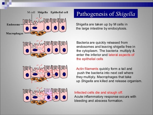 Shigella Salmonella And Yersinia