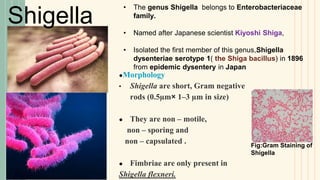 shigellosis.pptx