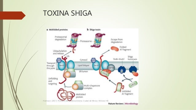 Resumen Shigelosis Epidemiología Cuadro Clínico Dx y Tratamiento
