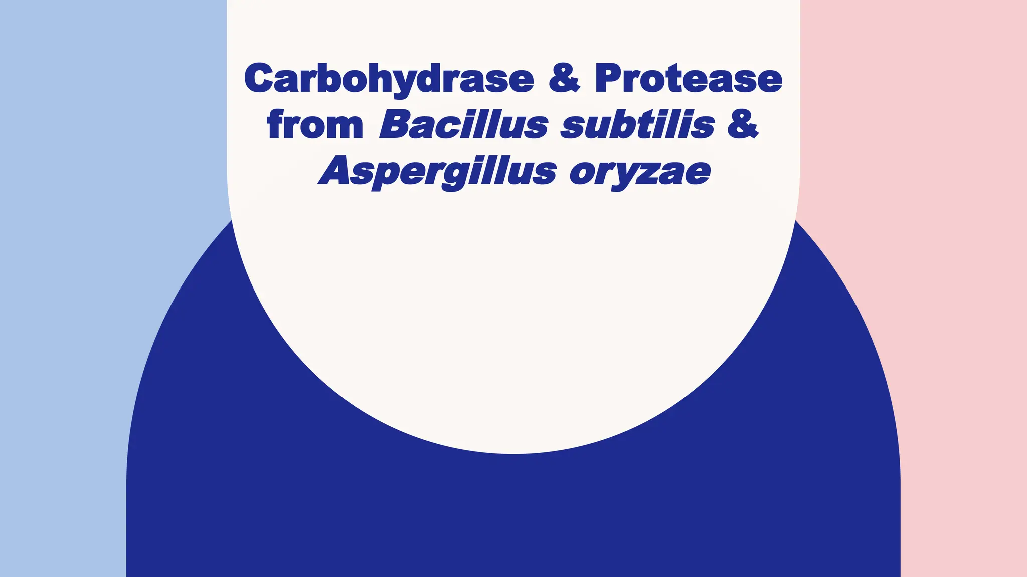 Carbohydrase & Protease from Bacillus subtilis & Aspergillus oryzae.pptx