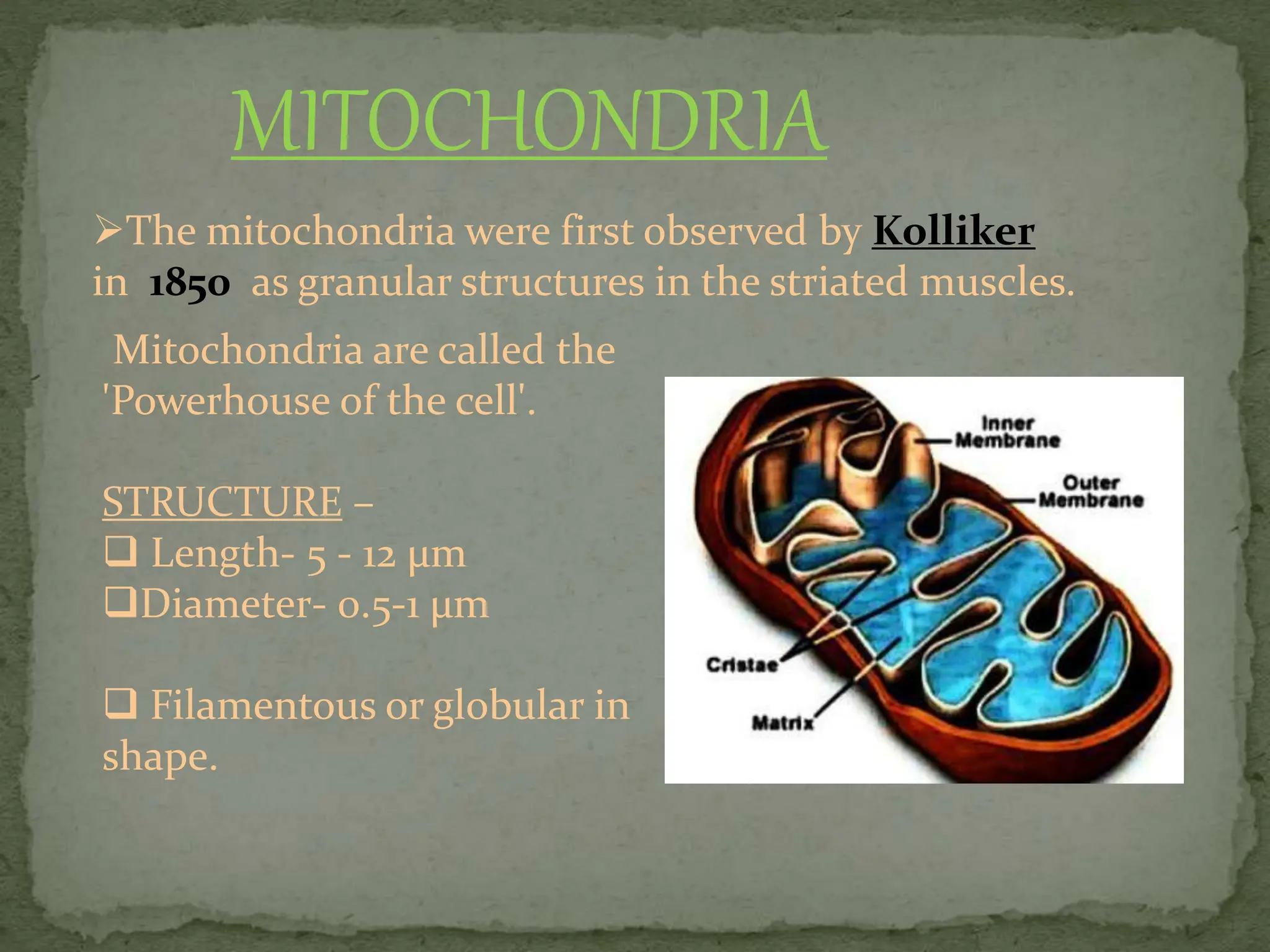 cell Structure and function amannag.pptx