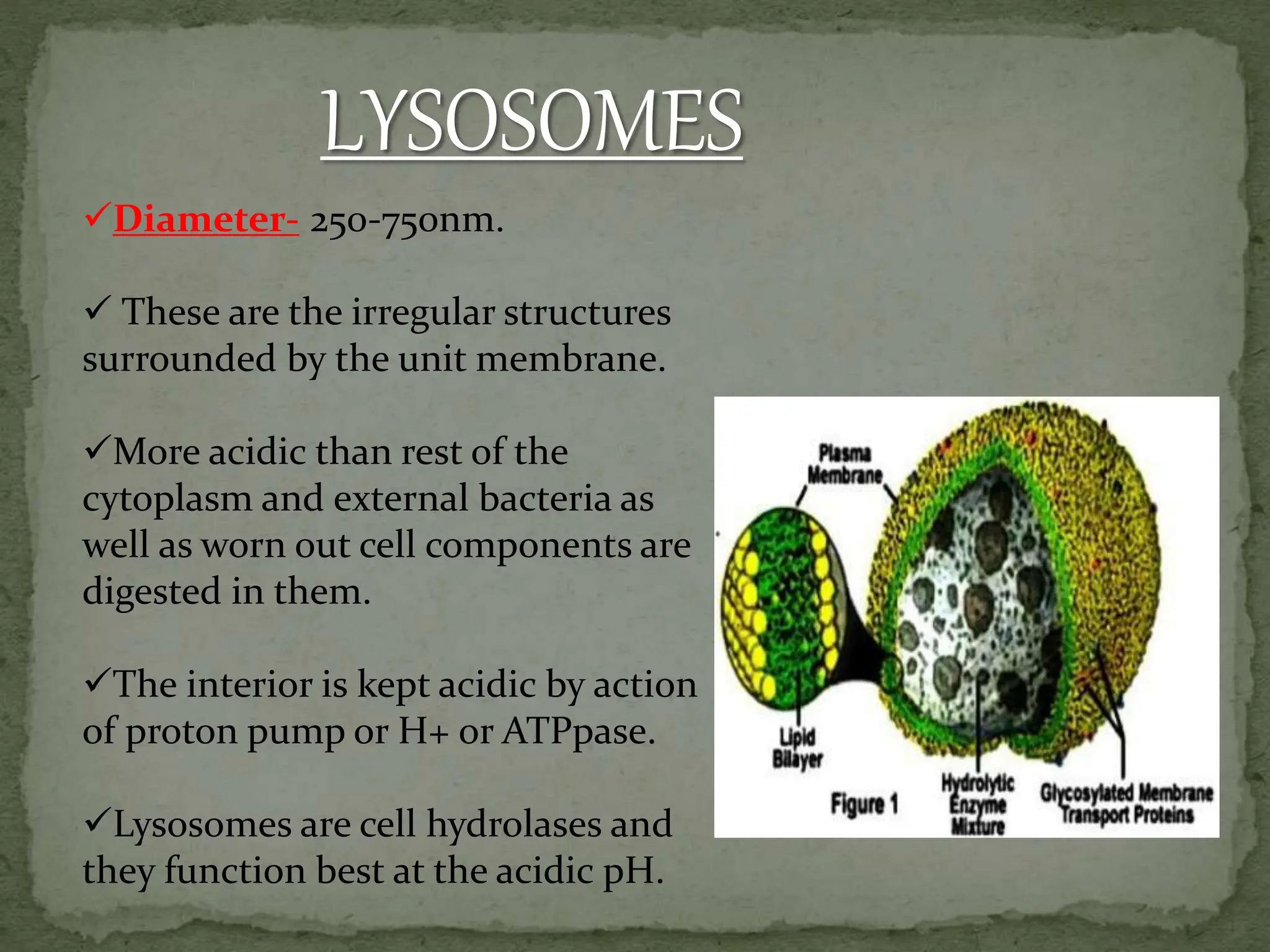 cell Structure and function amannag.pptx
