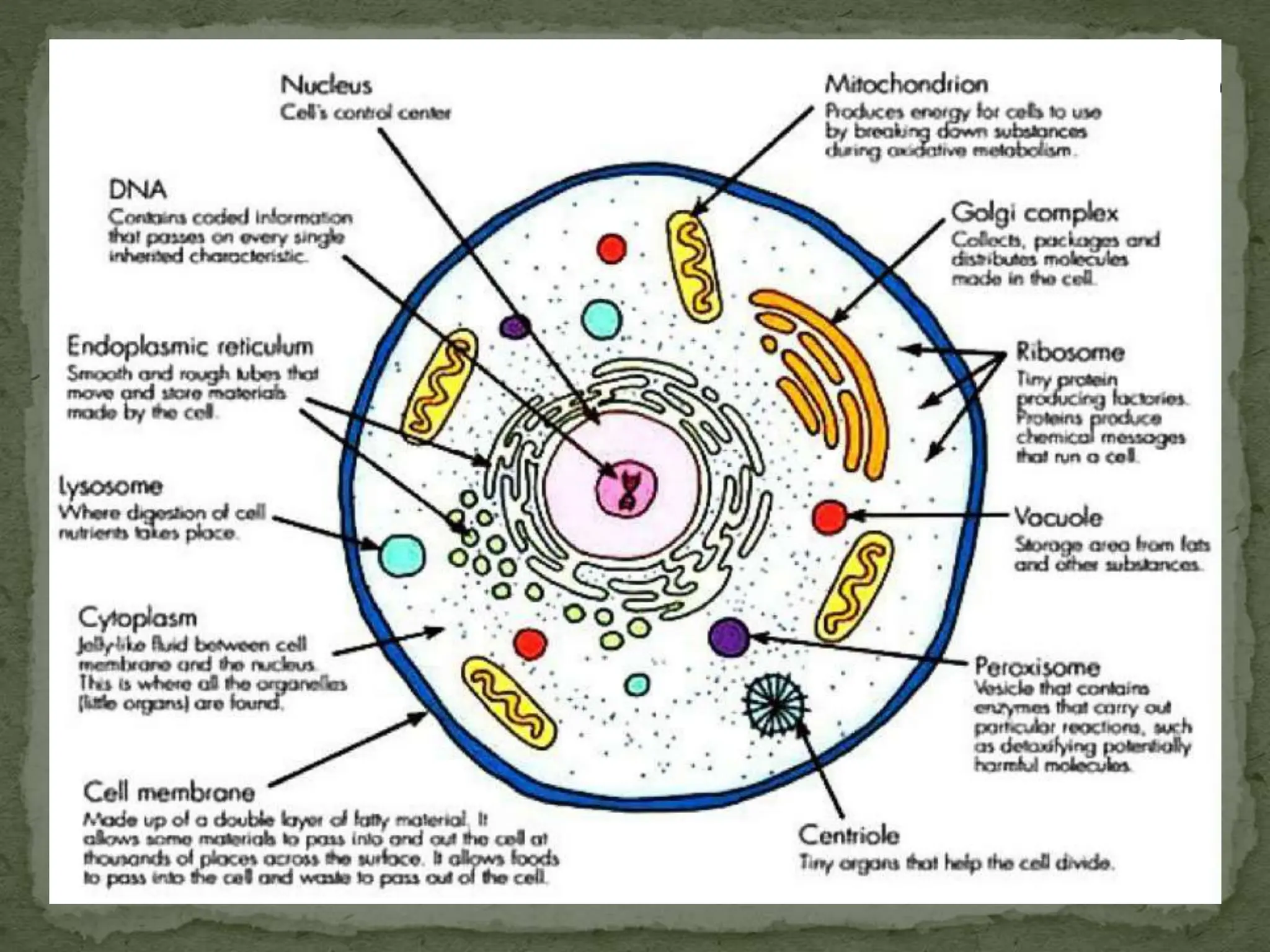 cell Structure and function amannag.pptx