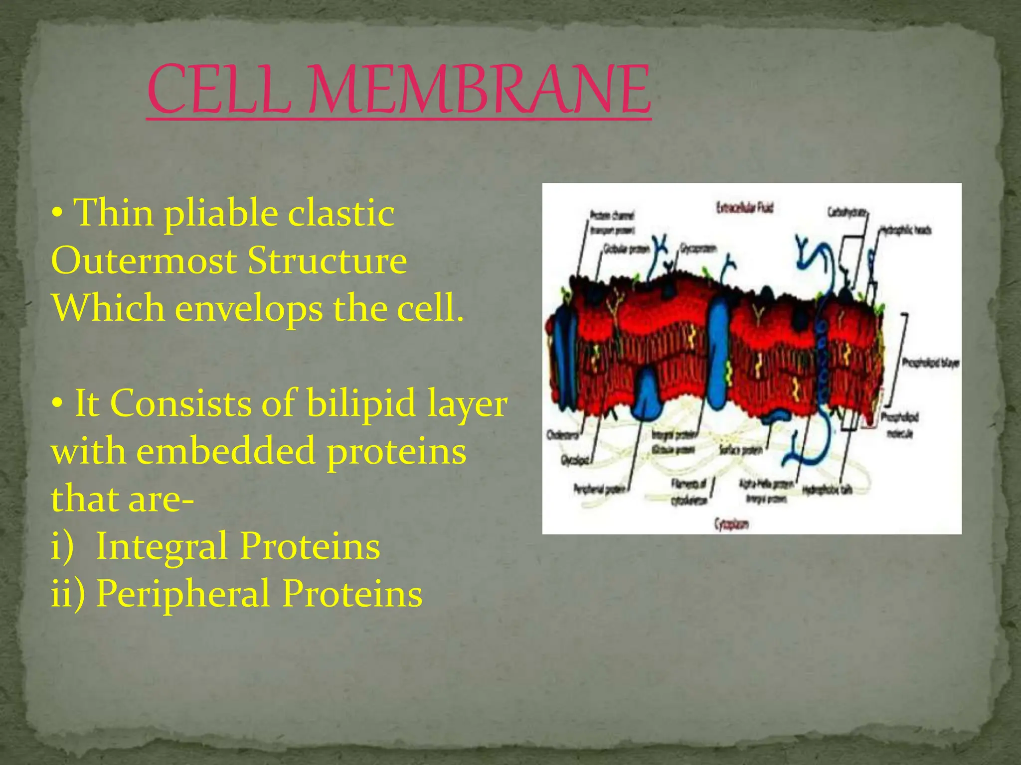 cell Structure and function amannag.pptx