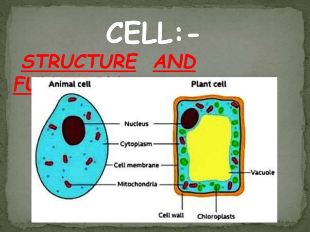 cell Structure and function amannag.pptx
