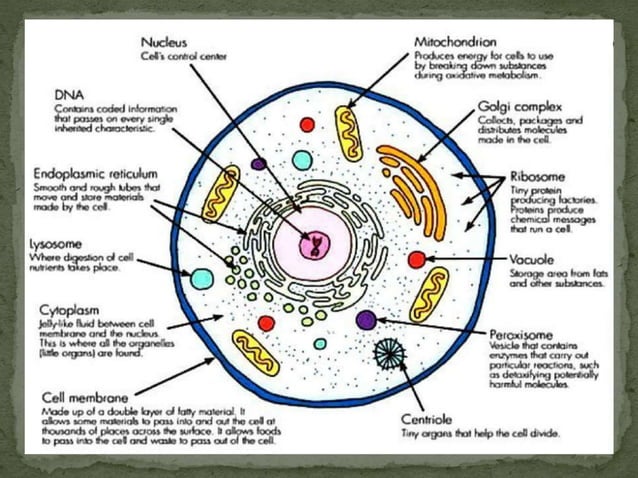 cell Structure and function amannag.pptx