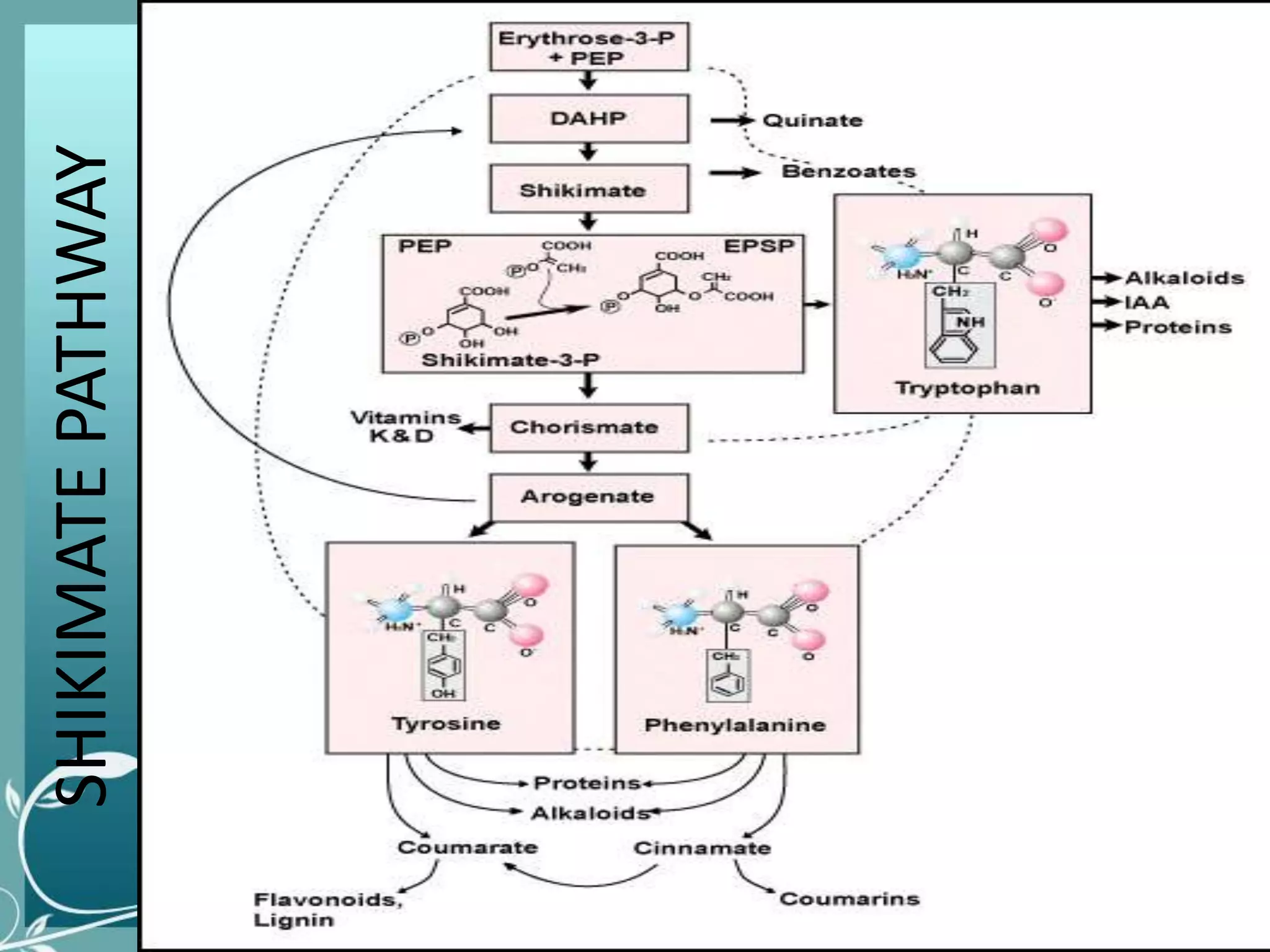 Shikimate pathway by kk sahu sir | PPTX