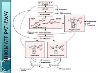 Shikimate pathway by kk sahu sir | PPTX