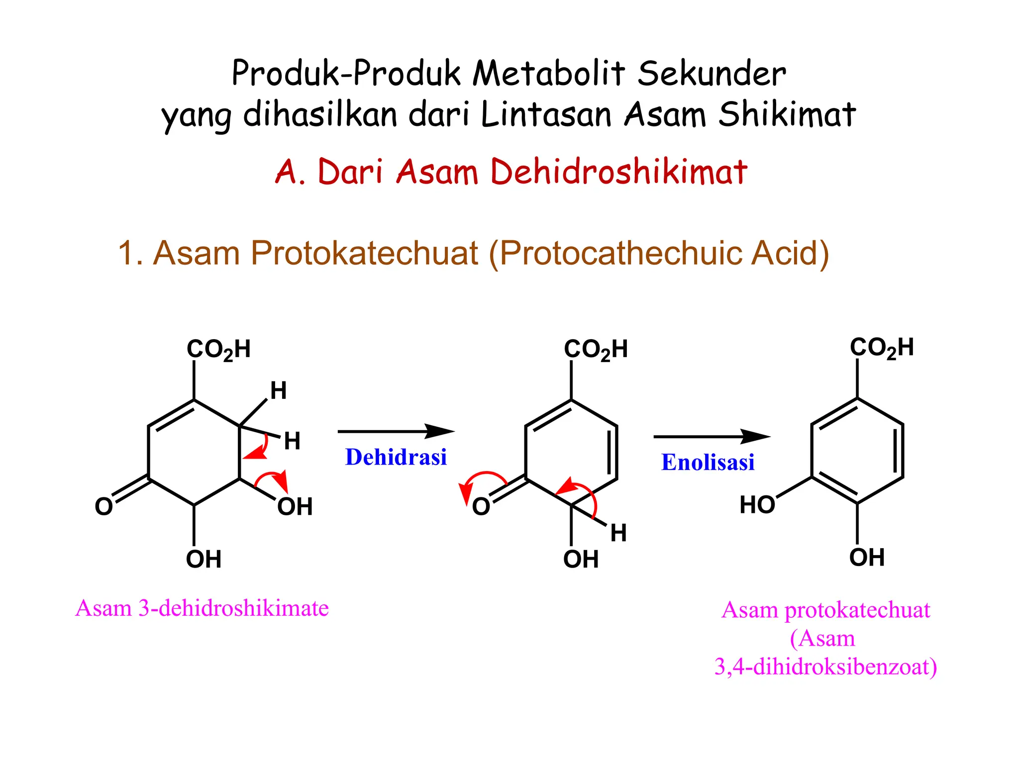 Shikimate pathway jalur metabolisme metabolit sekunder.ppt
