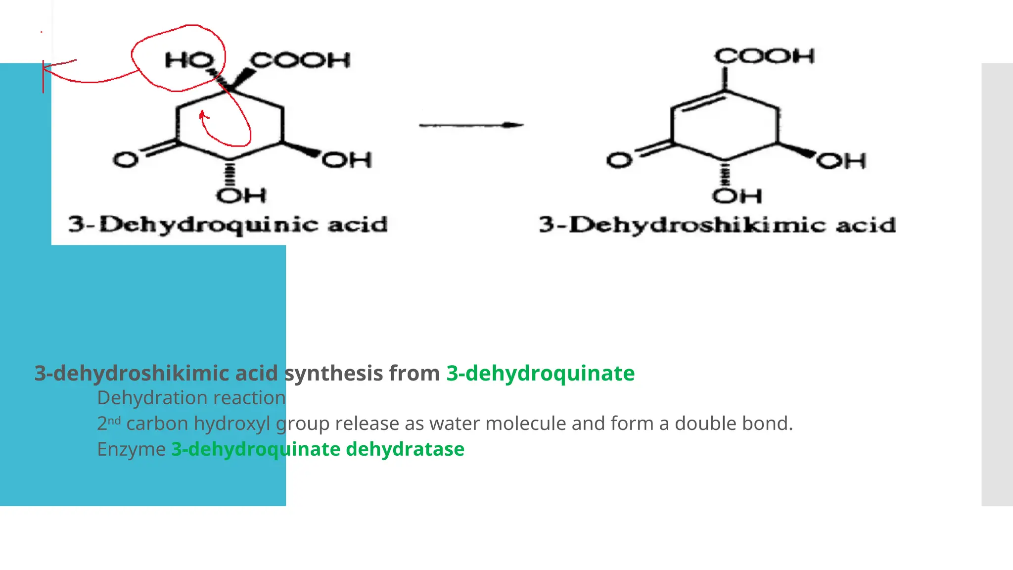 shikimic acid pathway Aromatic amino acid pathway , phenyl propanoid ...